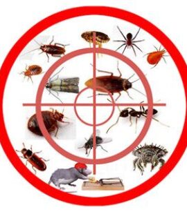 Désinsectisation & dératisation - Mairie de Chalmaison (77)